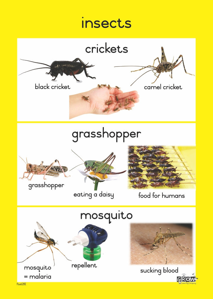 Insects | Grow Learning Company